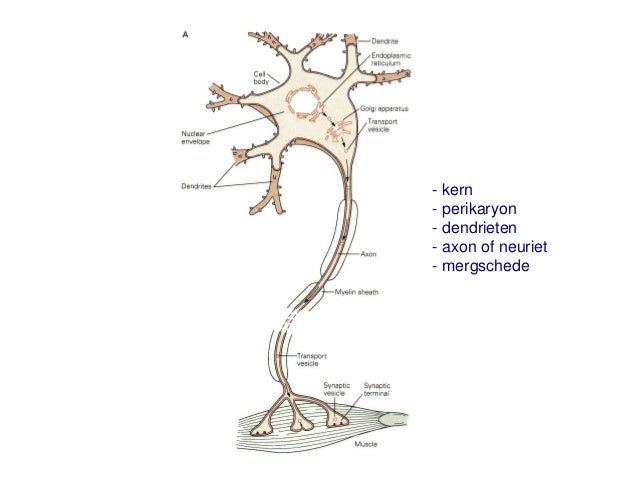 Neuroanatomie 1