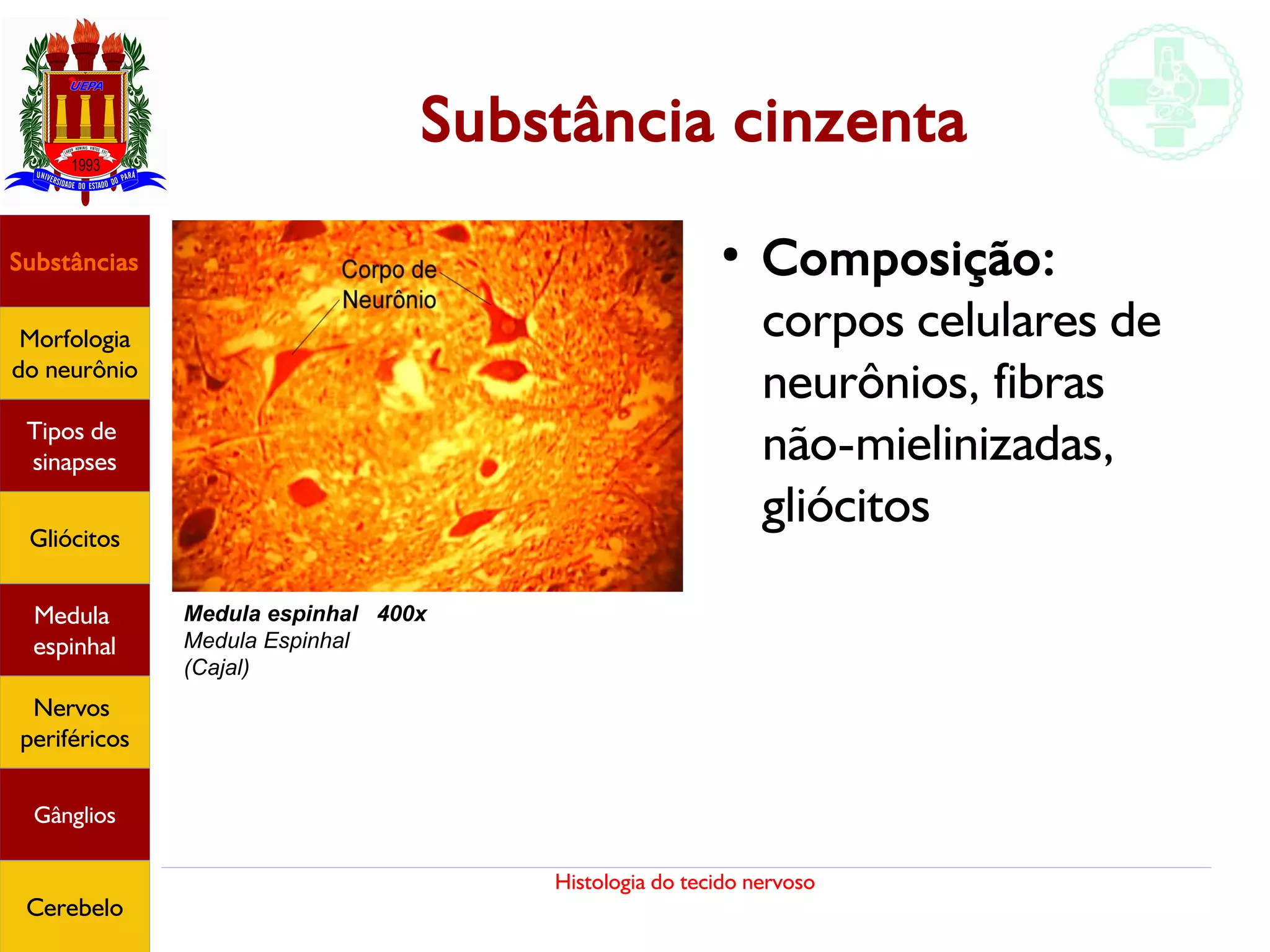 Histologia do tecido nervoso | PDF