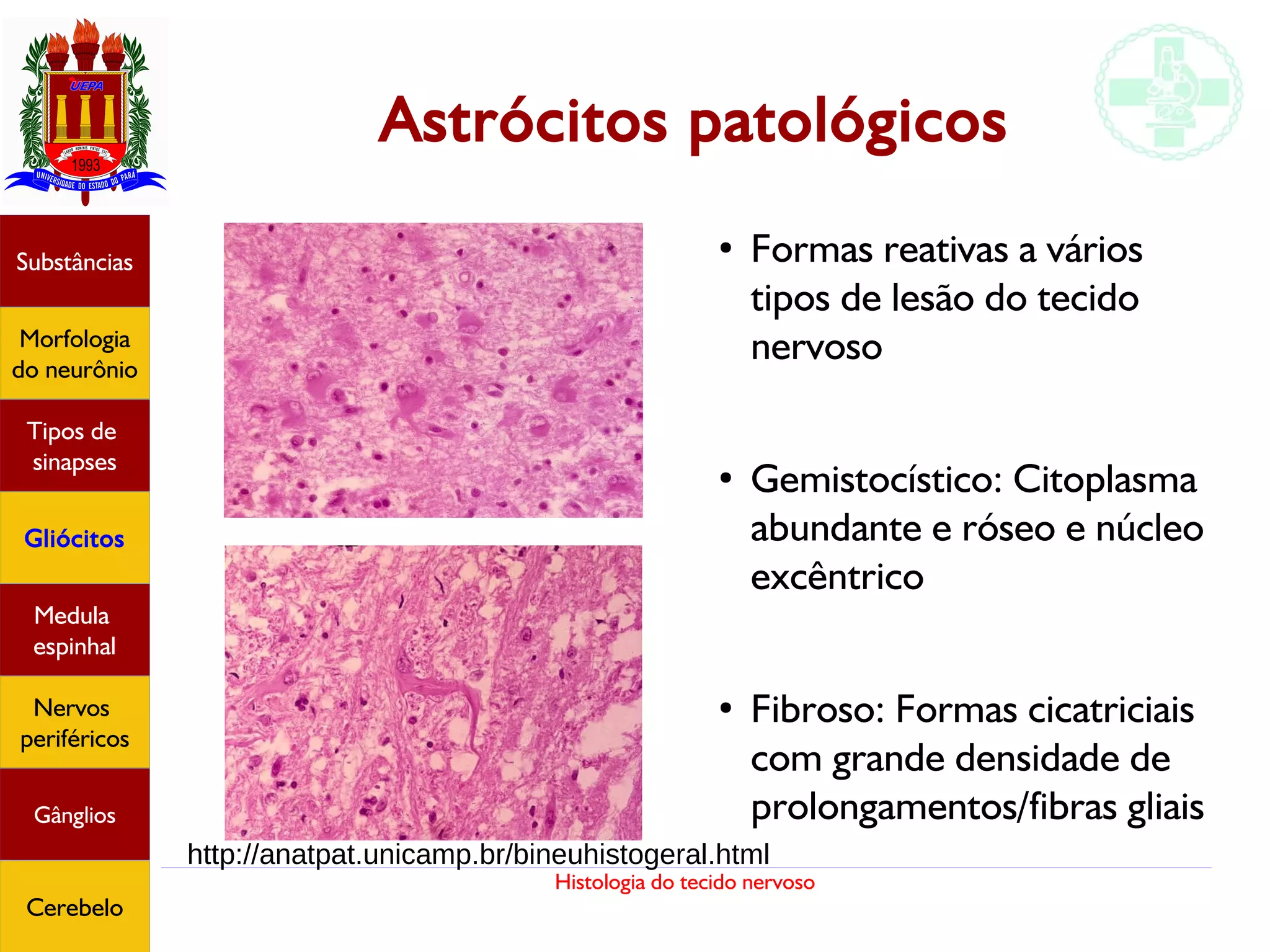 Histologia do tecido nervoso | PDF