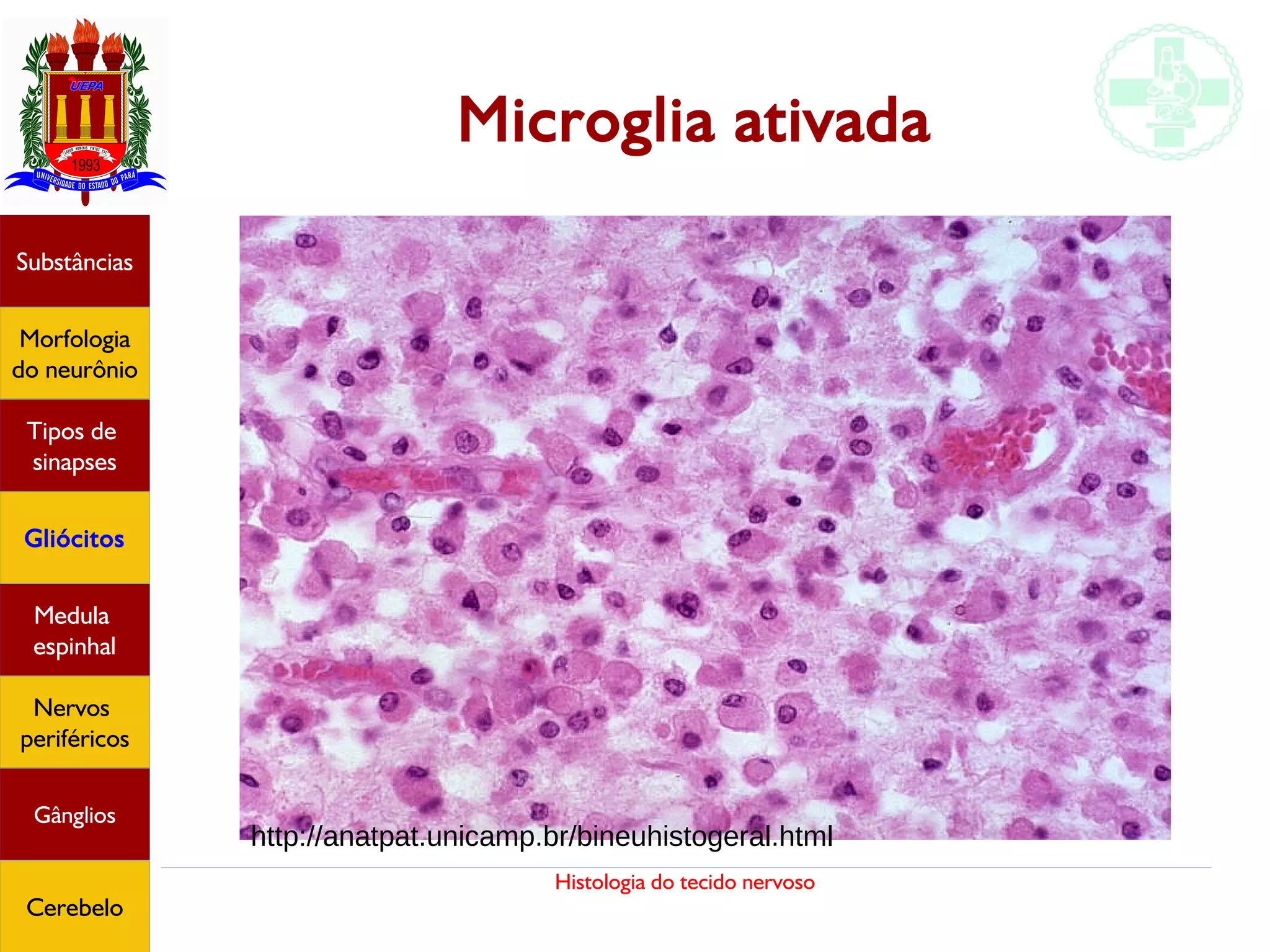 Histologia do tecido nervoso | PDF