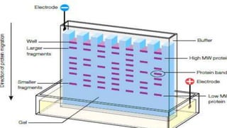 Varietal identificaton through grow-out test and Electrophoresis | PPTX