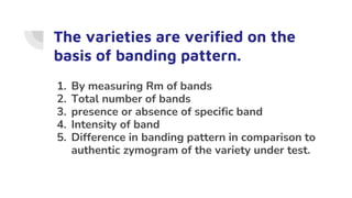 Varietal identificaton through grow-out test and Electrophoresis | PPTX