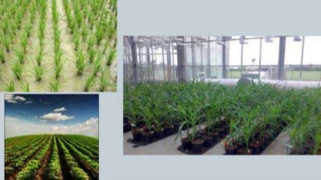 Varietal identificaton through grow-out test and Electrophoresis | PPTX