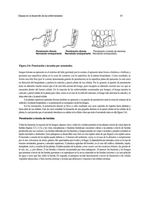 Fitopatologia agrios | PDF
