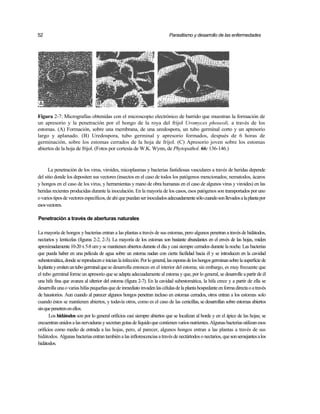 Fitopatologia agrios | PDF