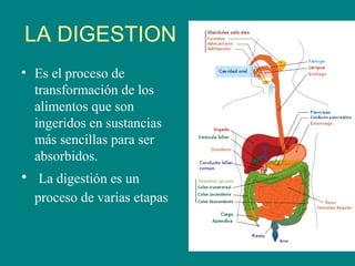 Digestion y absorcion de nutrientes | PPT