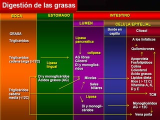 Digestion y absorcion de nutrientes | PPT