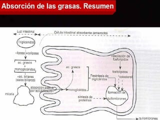 Digestion y absorcion de nutrientes | PPT