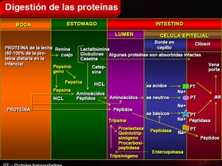 Digestion y absorcion de nutrientes | PPT