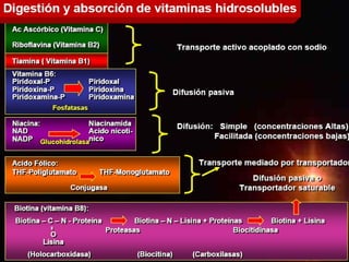 Digestion y absorcion de nutrientes | PPT