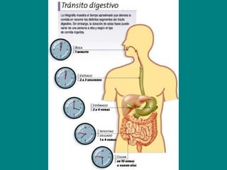 Digestion y absorcion de nutrientes | PPT