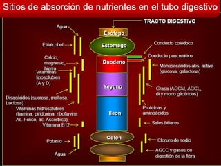 Digestion y absorcion de nutrientes | PPT