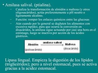 Digestion y absorcion de nutrientes | PPT