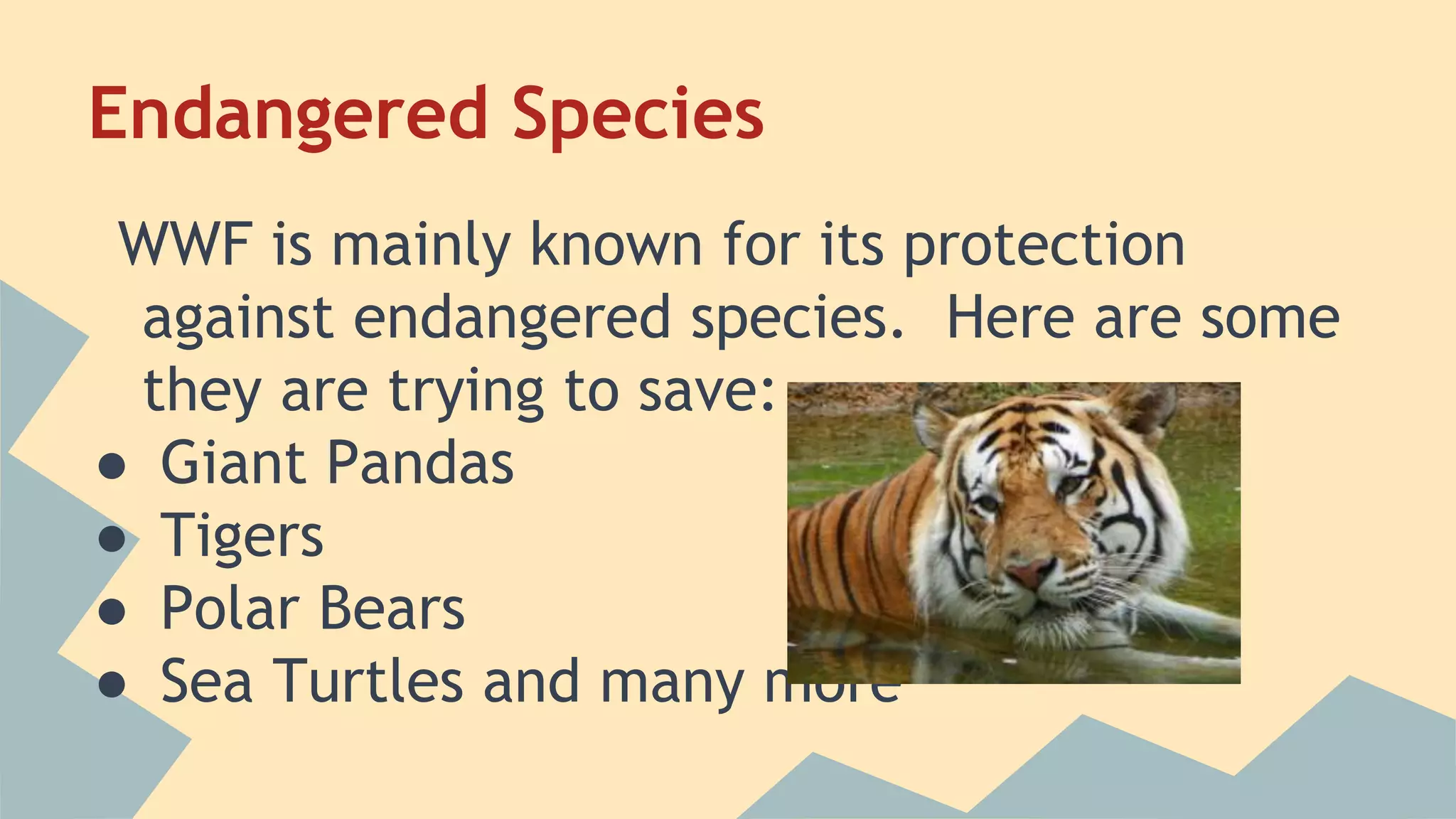 World wildlife fund presentation | PPTX