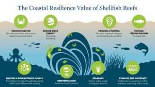 Leveraging Aquaculture for Restoration: An Overview of the Supporting ...