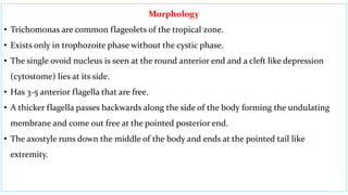 Trichomonas | PPT