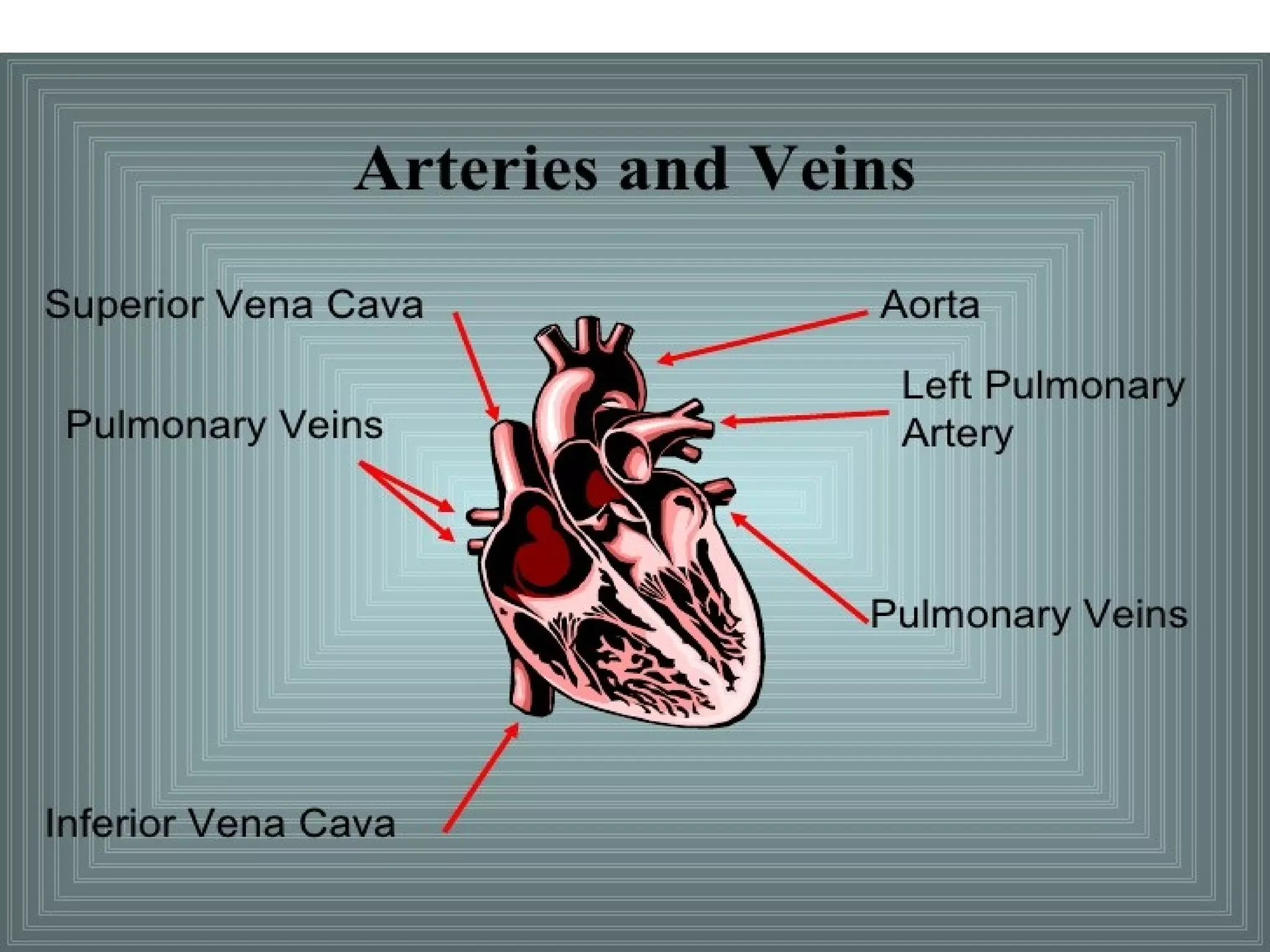 cardiac anatomy ( heart anatomy) | PPT