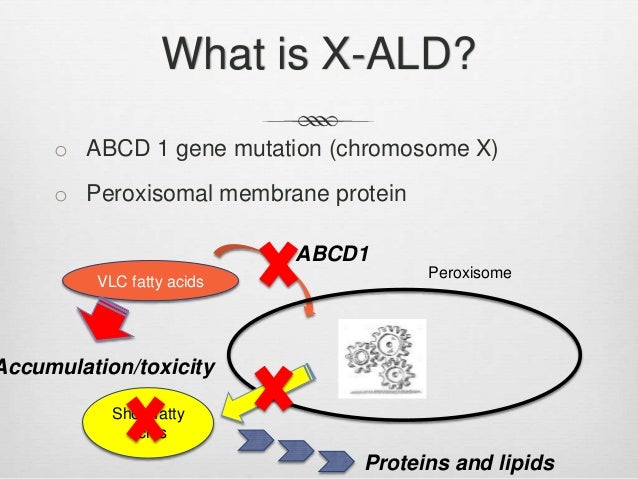 X-linked adrenoleukodystrophy: Radiological assessment