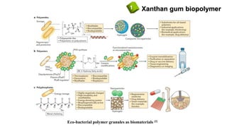 Xanthan Gum Biopolymer | PPTX | Chemistry | Science