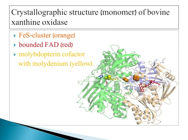 Xanthine oxidase enzyme | PPTX | Chemistry | Science