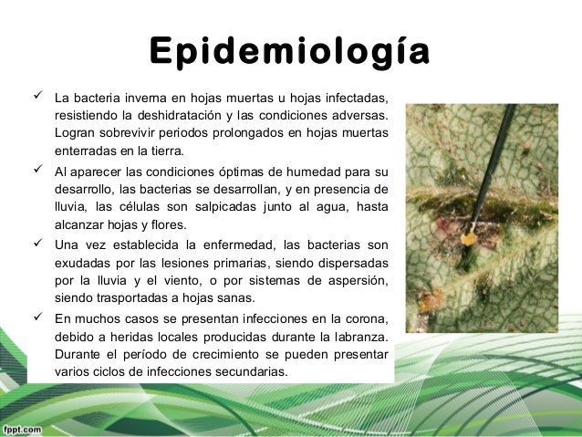 Xanthomonas Fragariae