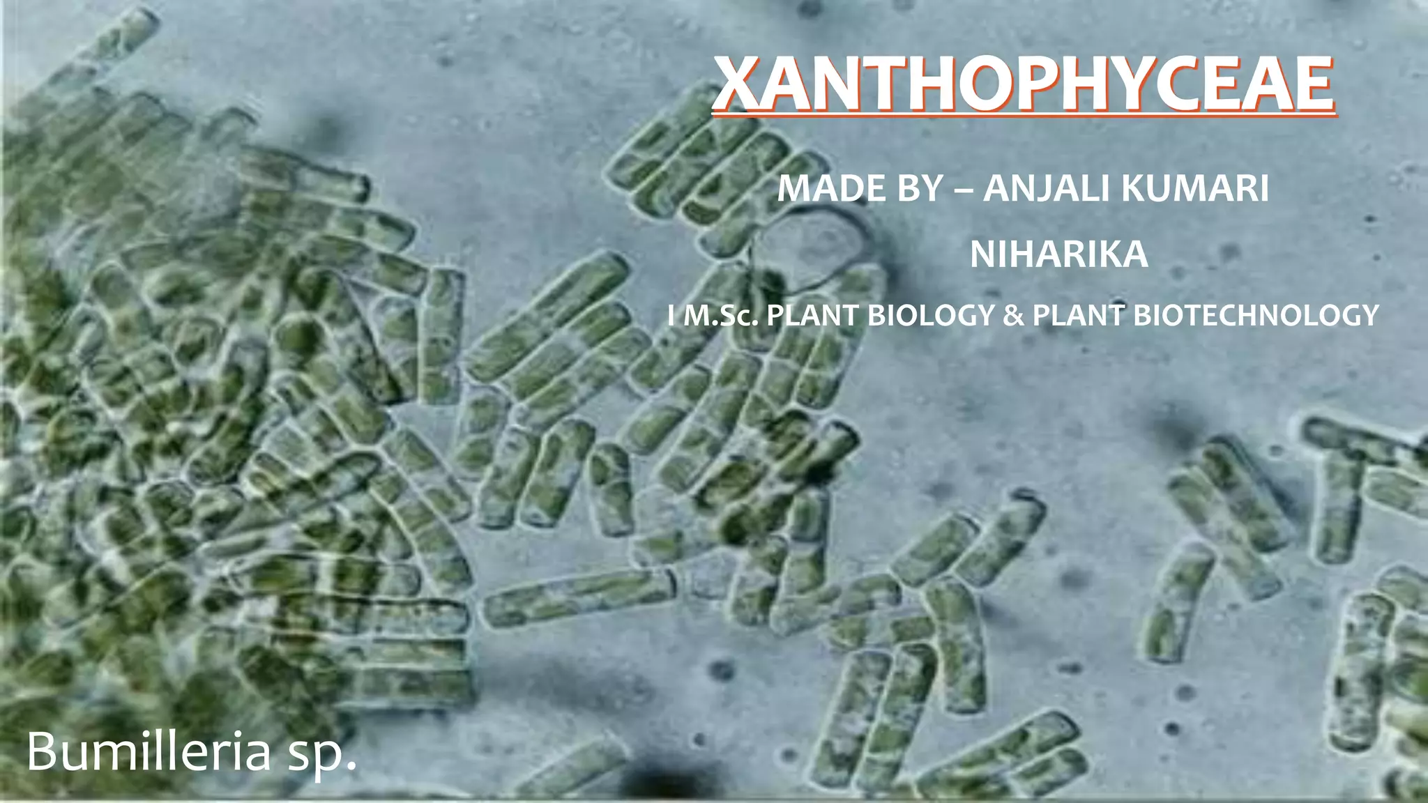 Xanthophyceae | PPTX