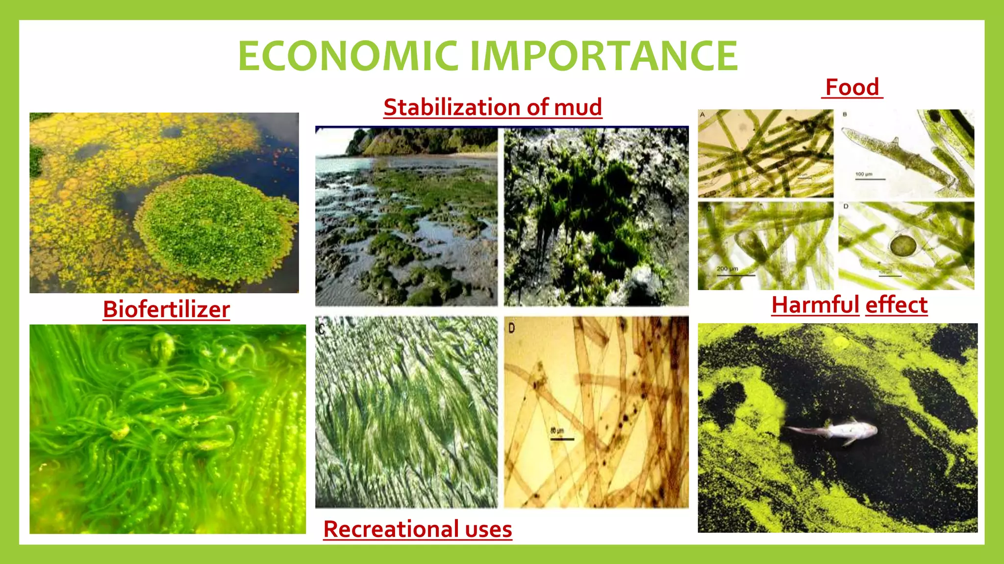 Xanthophyceae | PPTX