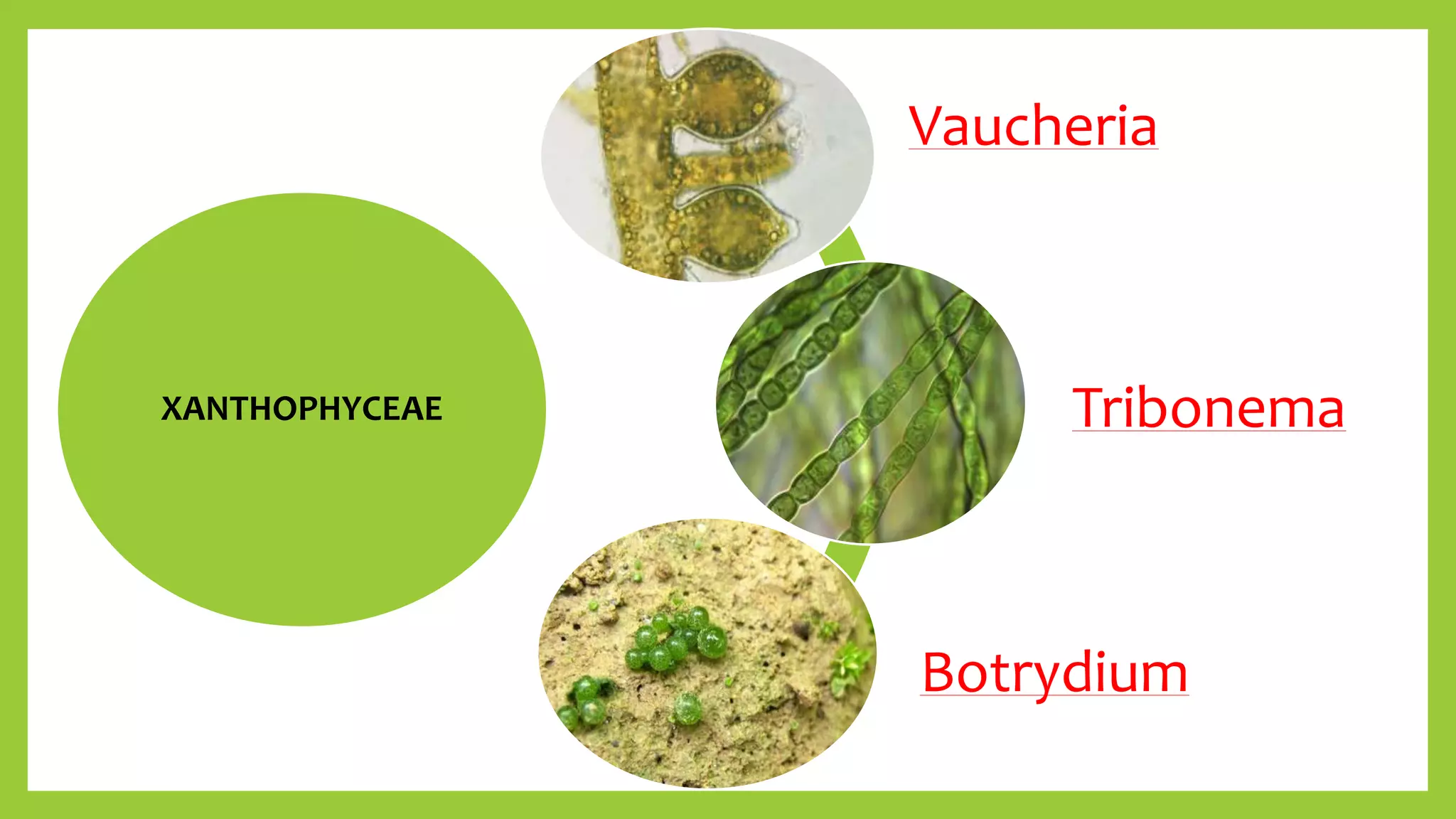 Xanthophyceae | PPTX