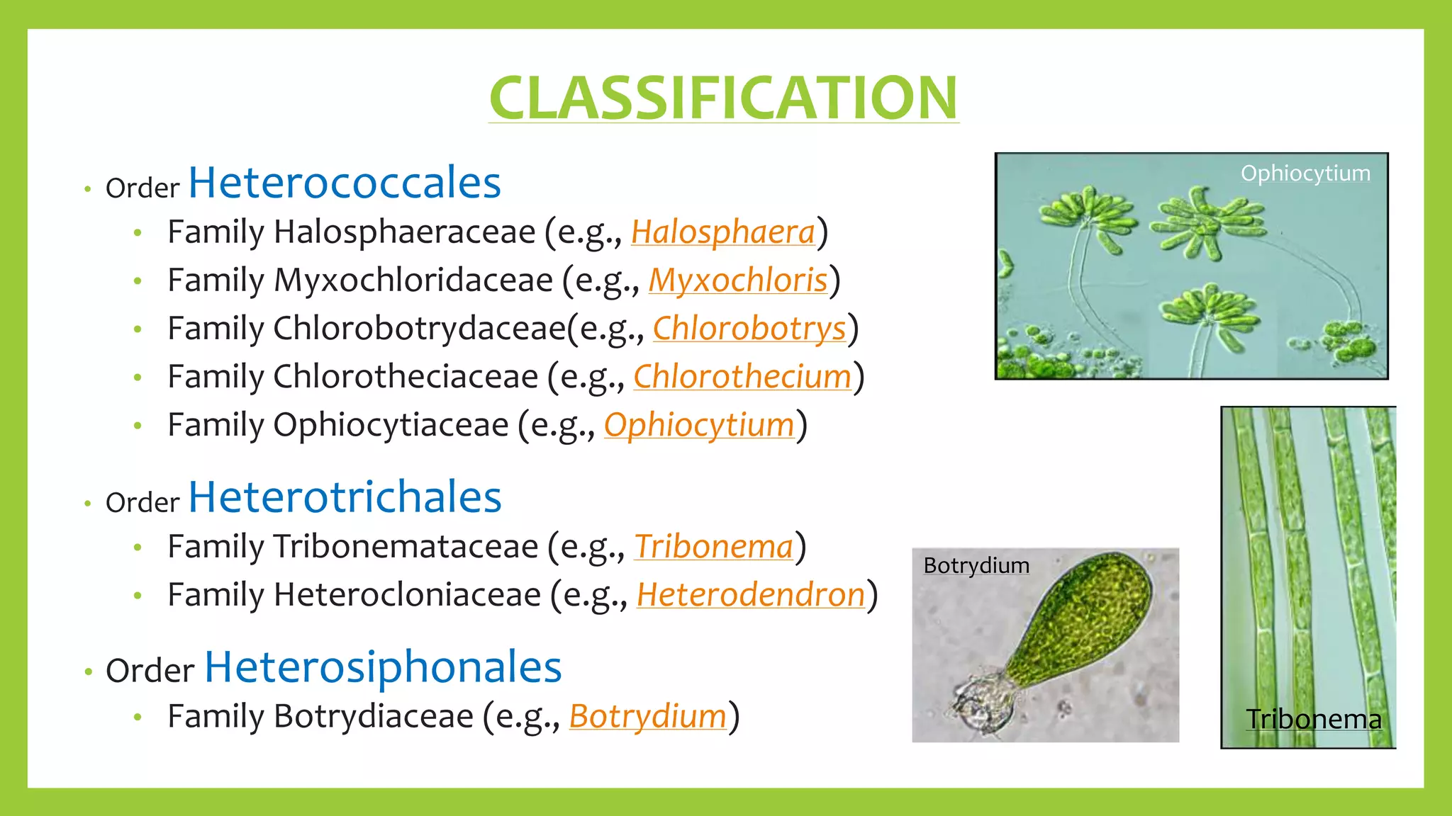Xanthophyceae | PPTX