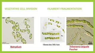 Xanthophyceae | PPTX
