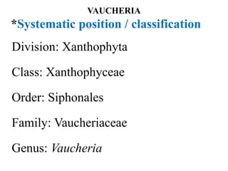 xanthophyceae-life history of Vaucheria.pptx