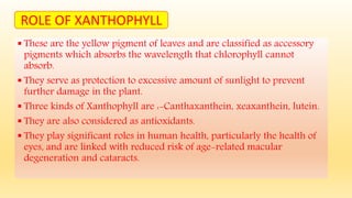 Xanthophyll ppt | PPTX