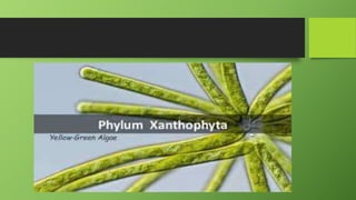 Xanthophyta...by sohail riaz hashmi | PPTX