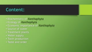 Xanthophyta...by sohail riaz hashmi | PPTX