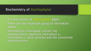 Xanthophyta...by sohail riaz hashmi | PPTX