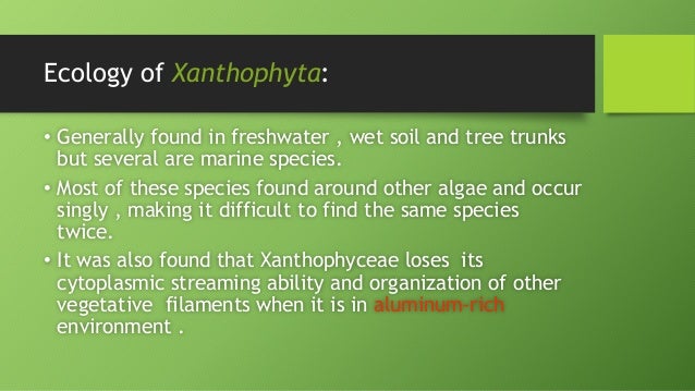 Xanthophyta...by sohail riaz hashmi Xanthophyta...by sohail riaz hashmi