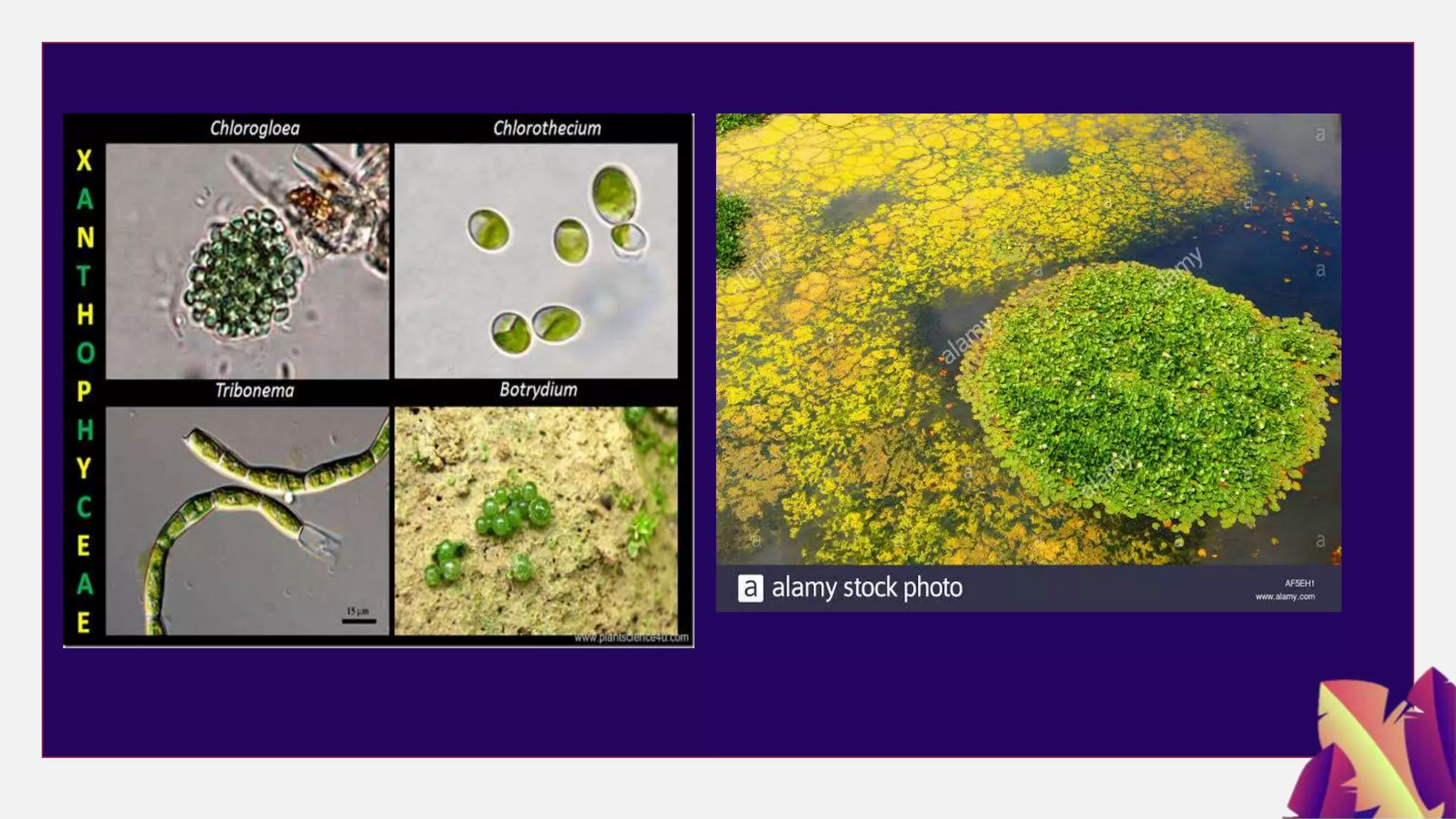 Xanthophyta by sohail riaz hashmi | PPTX