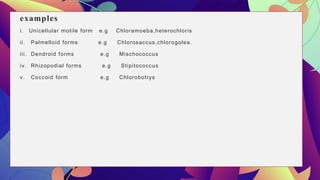 Xanthophyta by sohail riaz hashmi | PPTX