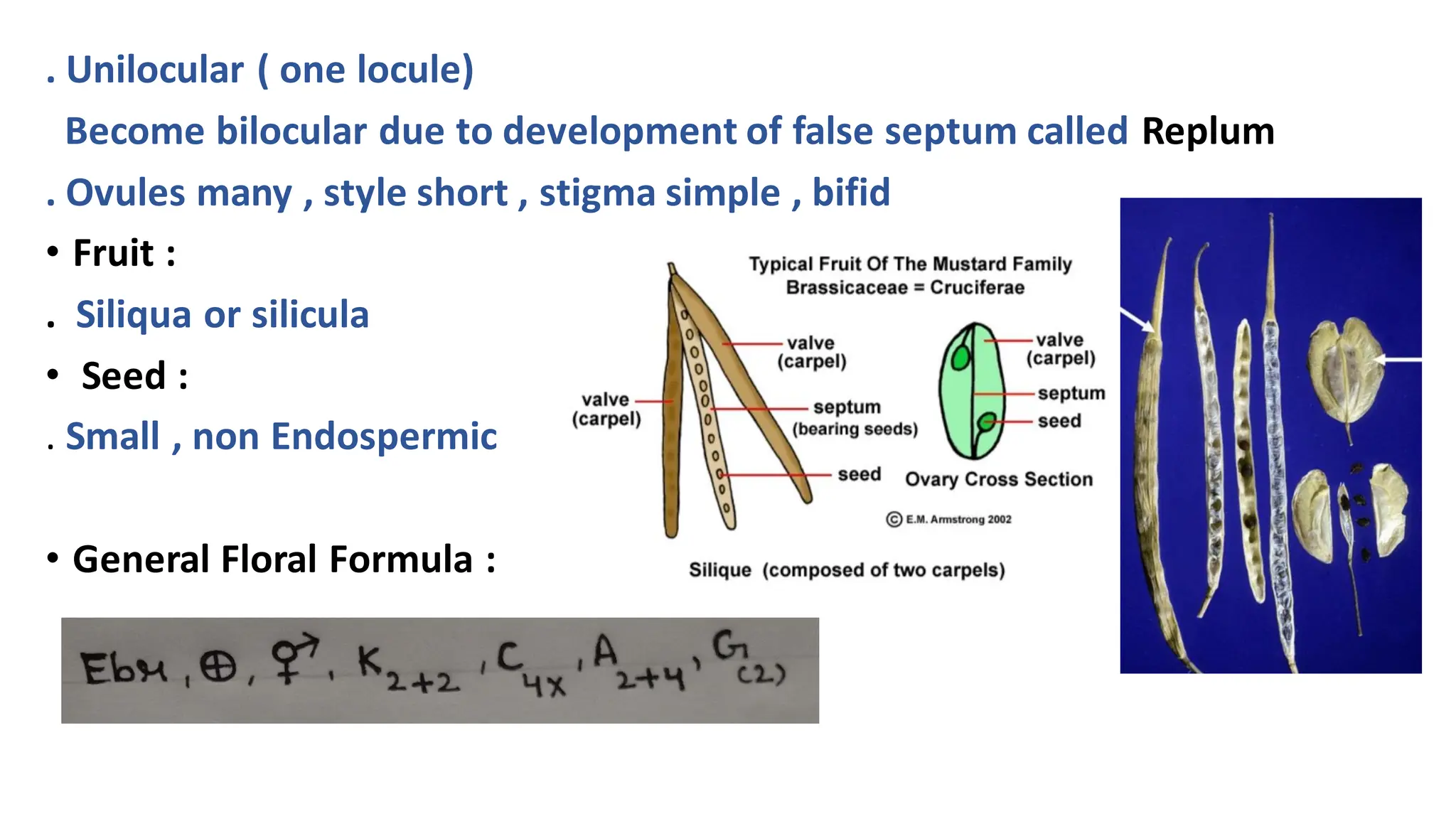 Brassicaceae_presentation_with_you.pdf