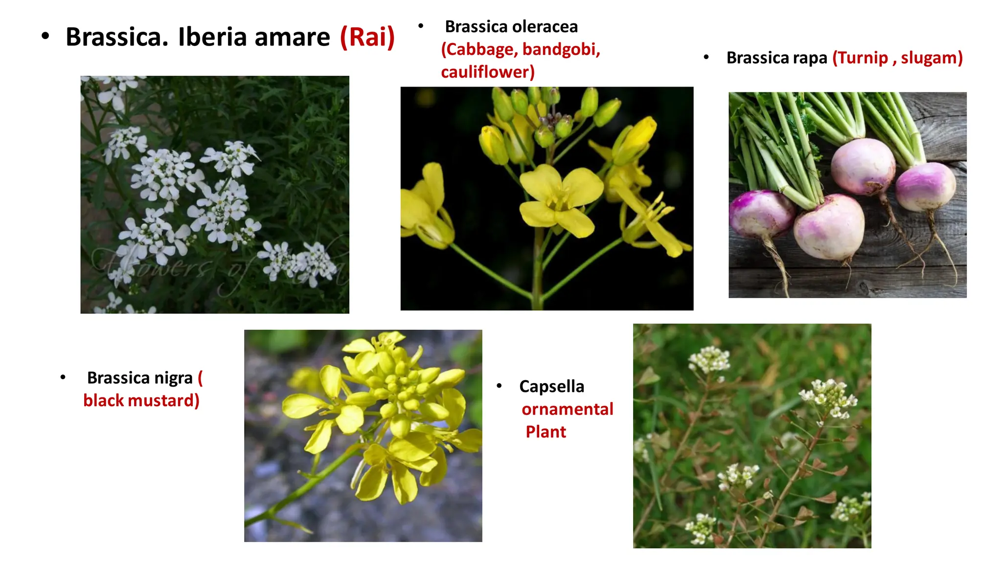 Brassicaceae_presentation_with_you.pdf