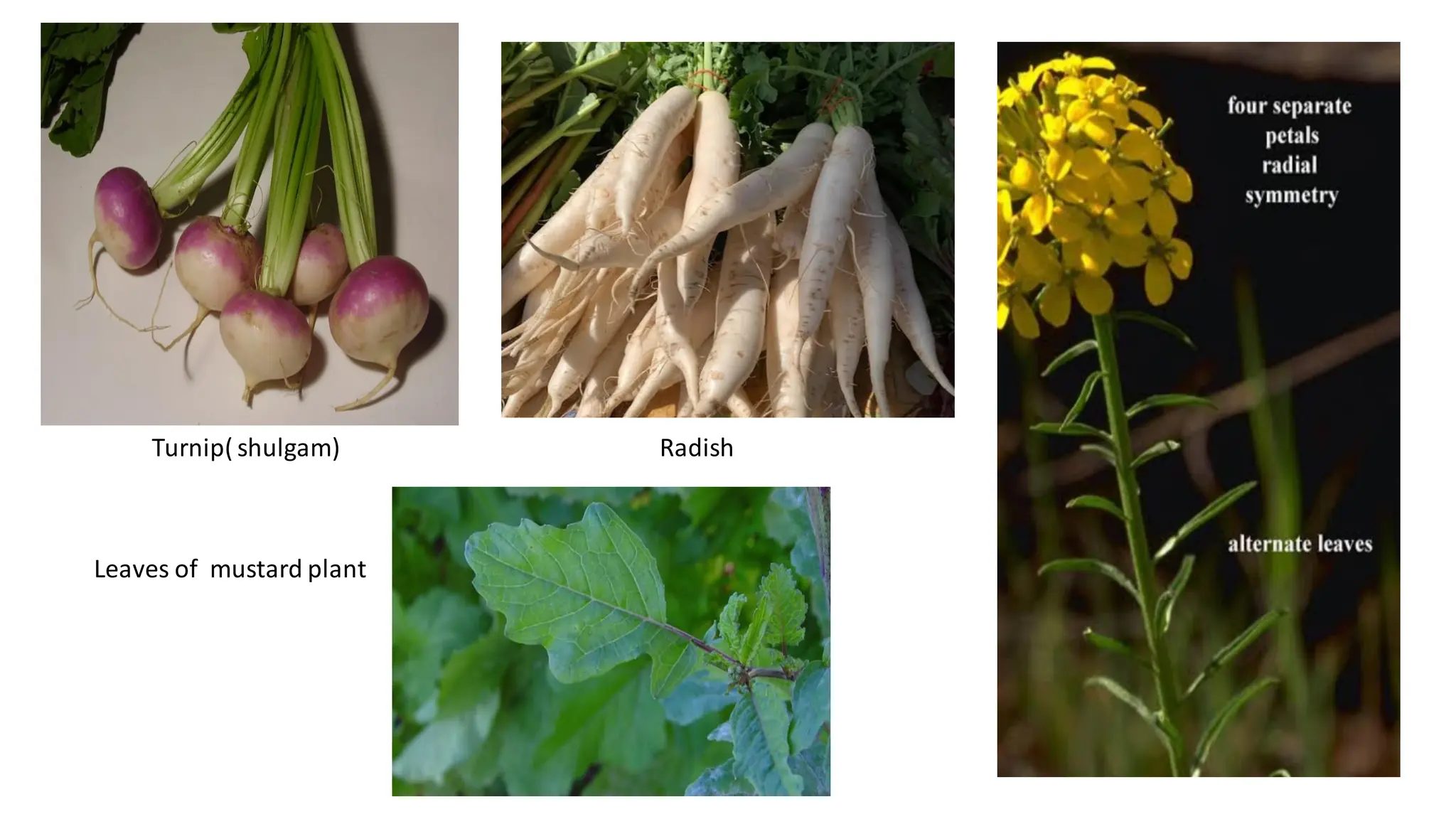 Brassicaceae_presentation_with_you.pdf