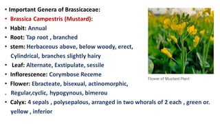Brassicaceae_presentation_with_you.pdf