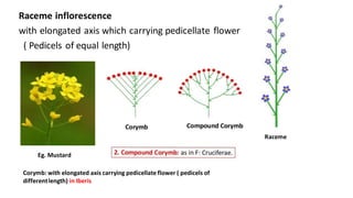 Brassicaceae_presentation_with_you.pdf