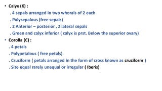 Brassicaceae_presentation_with_you.pdf