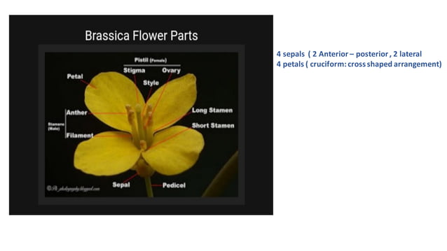 Brassicaceae_presentation_with_you.pdf | Gardening | Home & Garden