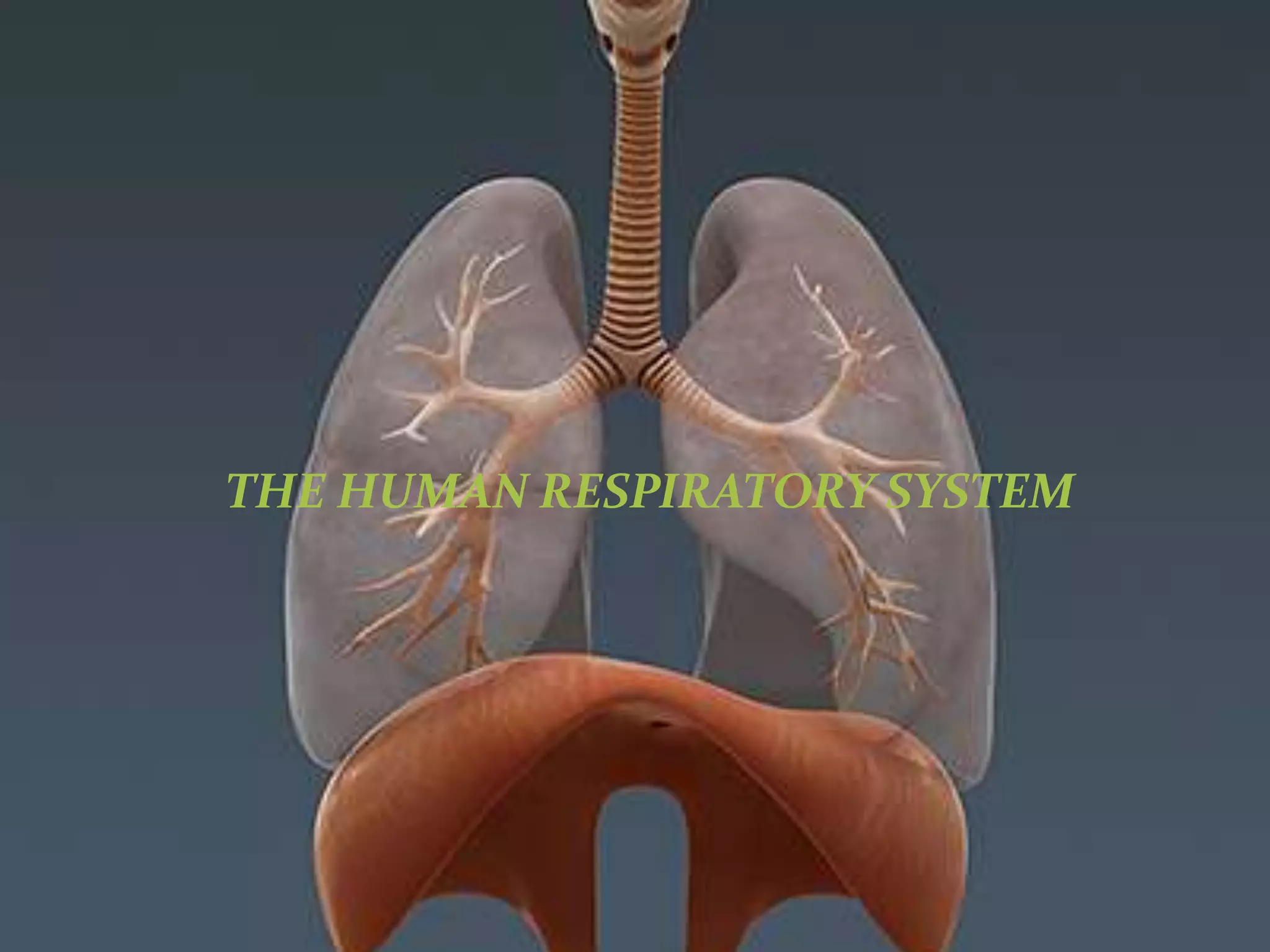 The human respiratory system ppt.1pptx | PPTX