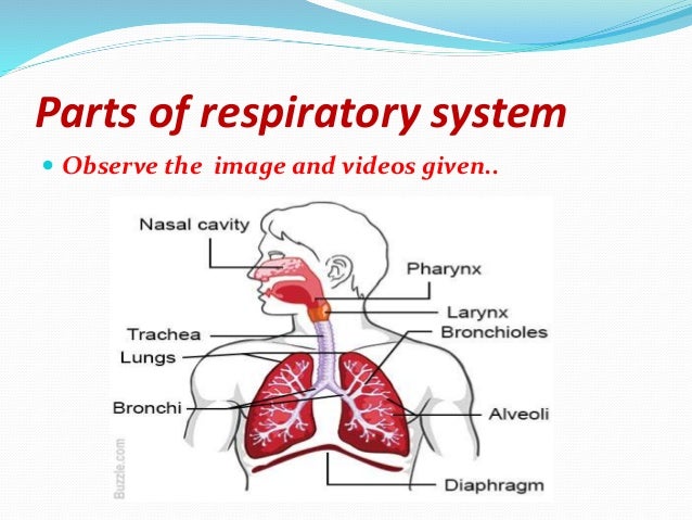 The human respiratory system ppt.1pptx