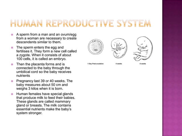 Human reproduction | PPT