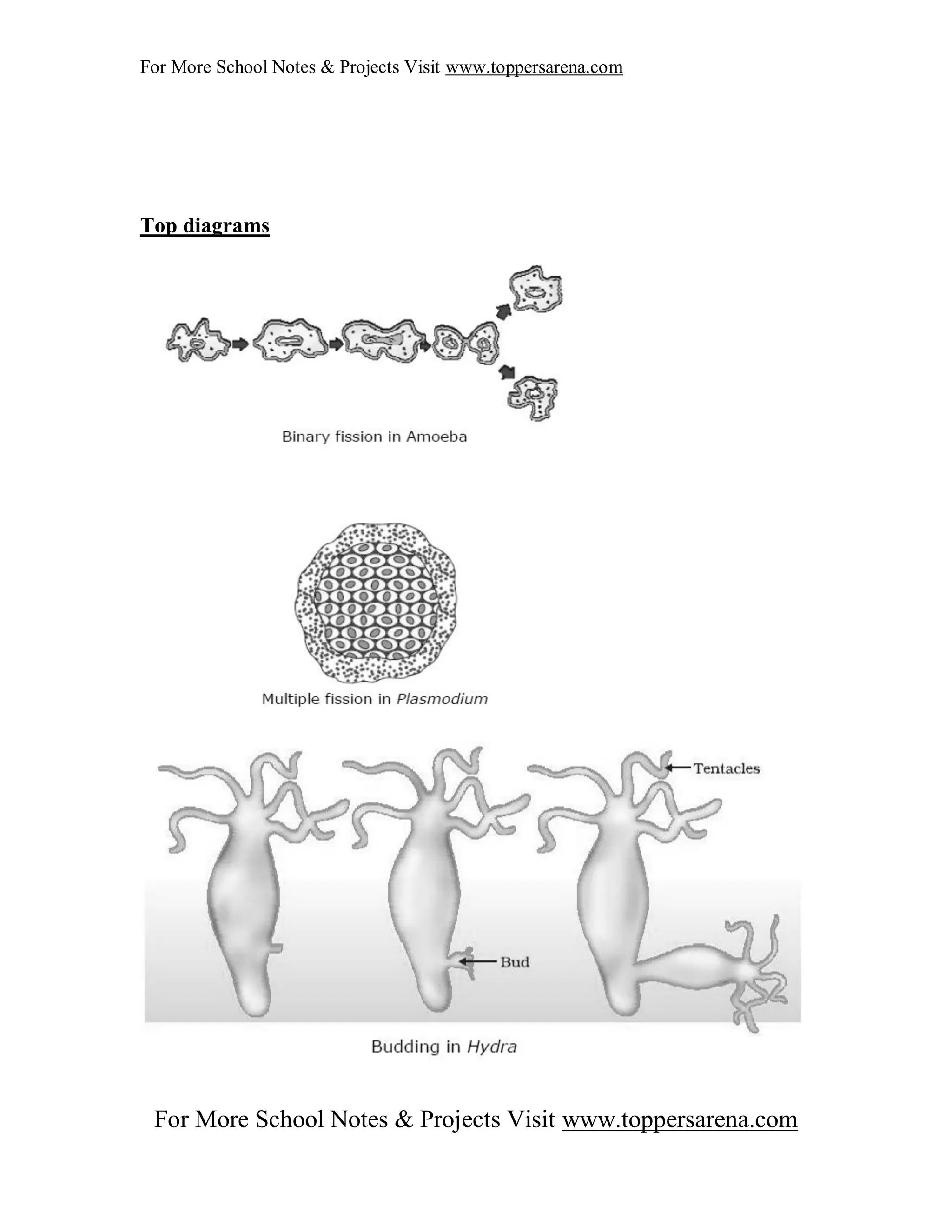 X biology full notes chapter 3 | PDF
