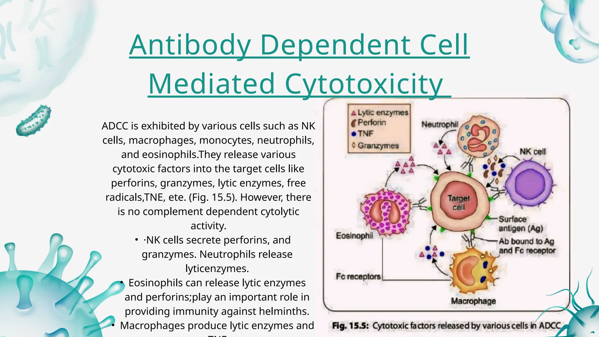 CELL MEDIATED IMMUNITY by Vaibhav Bali | PPTX